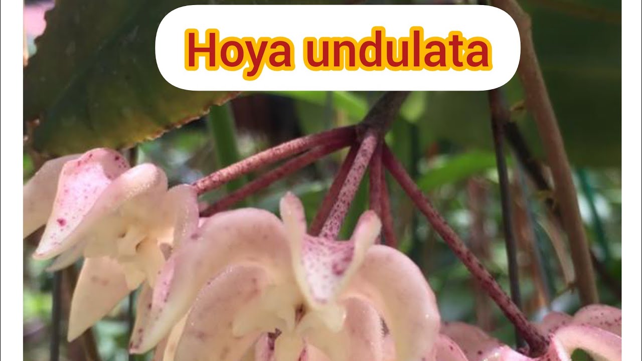 Hoya undulata the species of Borneo. Care and culture rare species ...