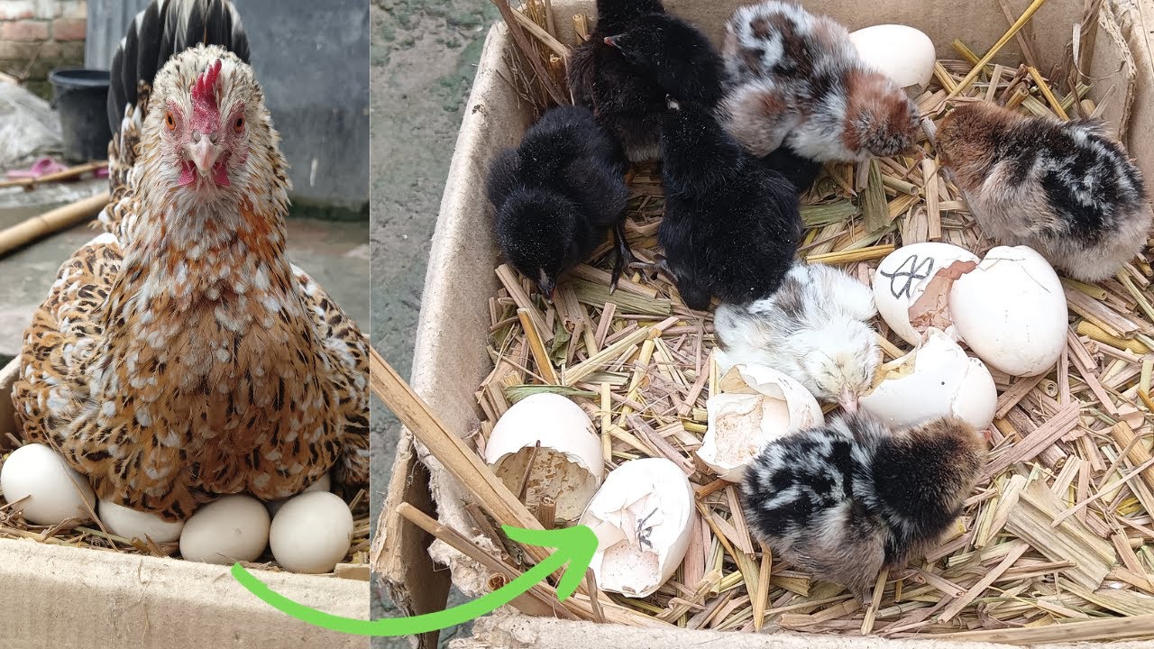 A chicken hatched in box and chicks came out // Hatching eggs on a box ...