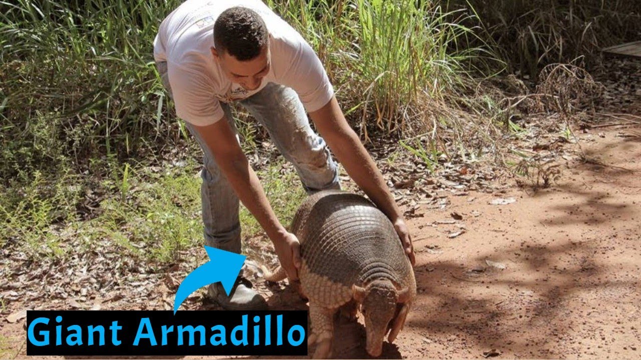 Biggest Armadillo In The World (Giant Armadillo) - YouTube