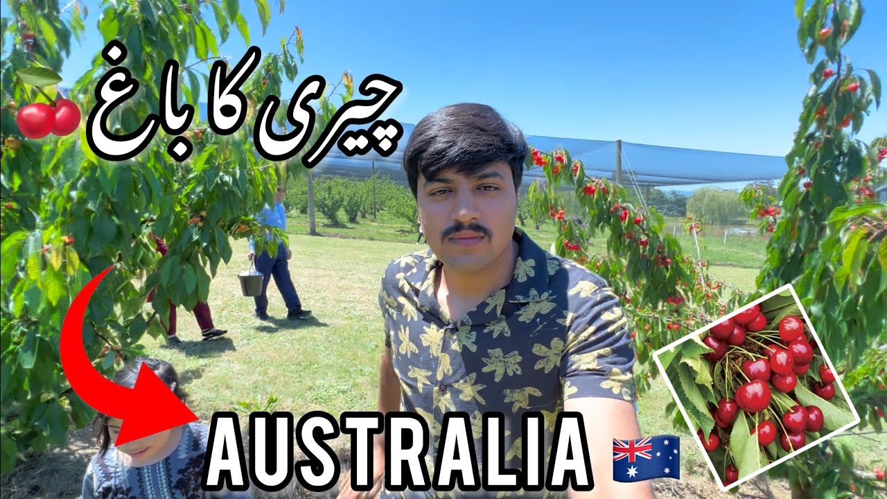 Cherry Picking Farm 🍒 | Melbourne Australia 🇦🇺 | MrZia | - YouTube