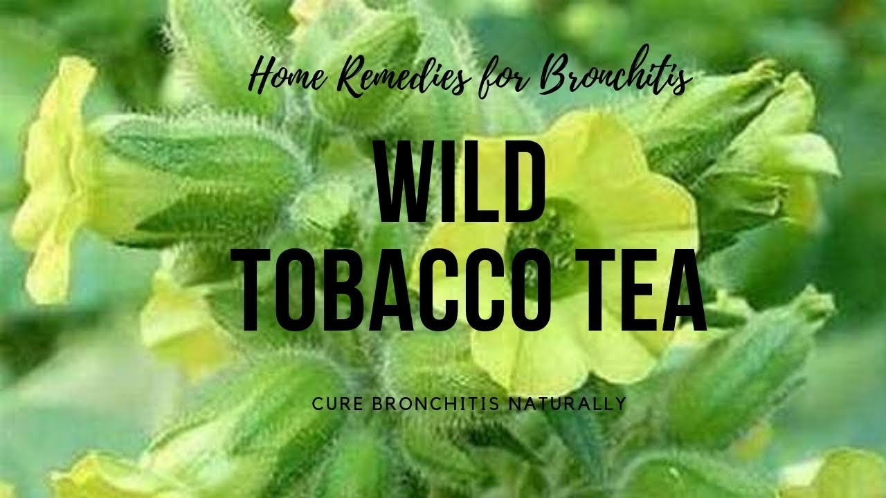 Home Remedies for Bronchitis - Wild Tobacco Tea can cure Bronchitis ...