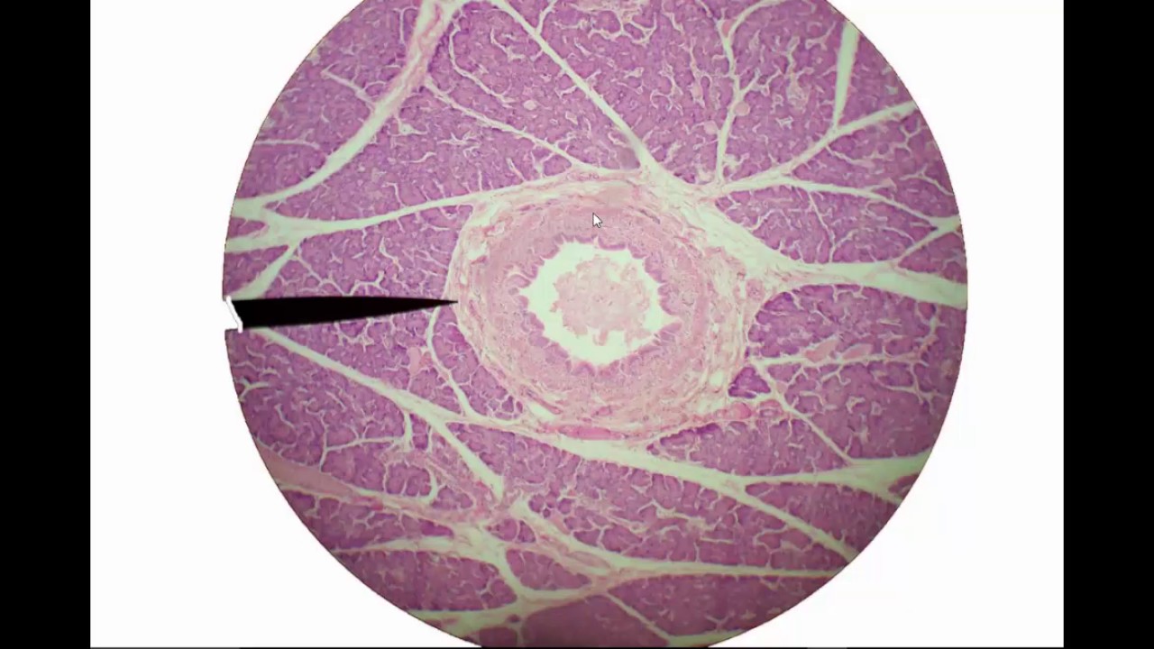 Digestive Histology - YouTube