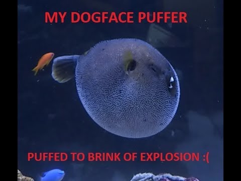 Dogface Puffer Fish PUFFING UP to the brink of exploding - Inflated ...