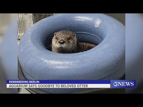 Aquarium says goodbye to beloved otter - YouTube