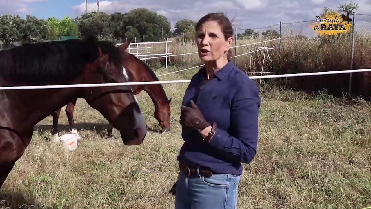 Cómo optimizar las parcelas de pasto o paddocks - YouTube