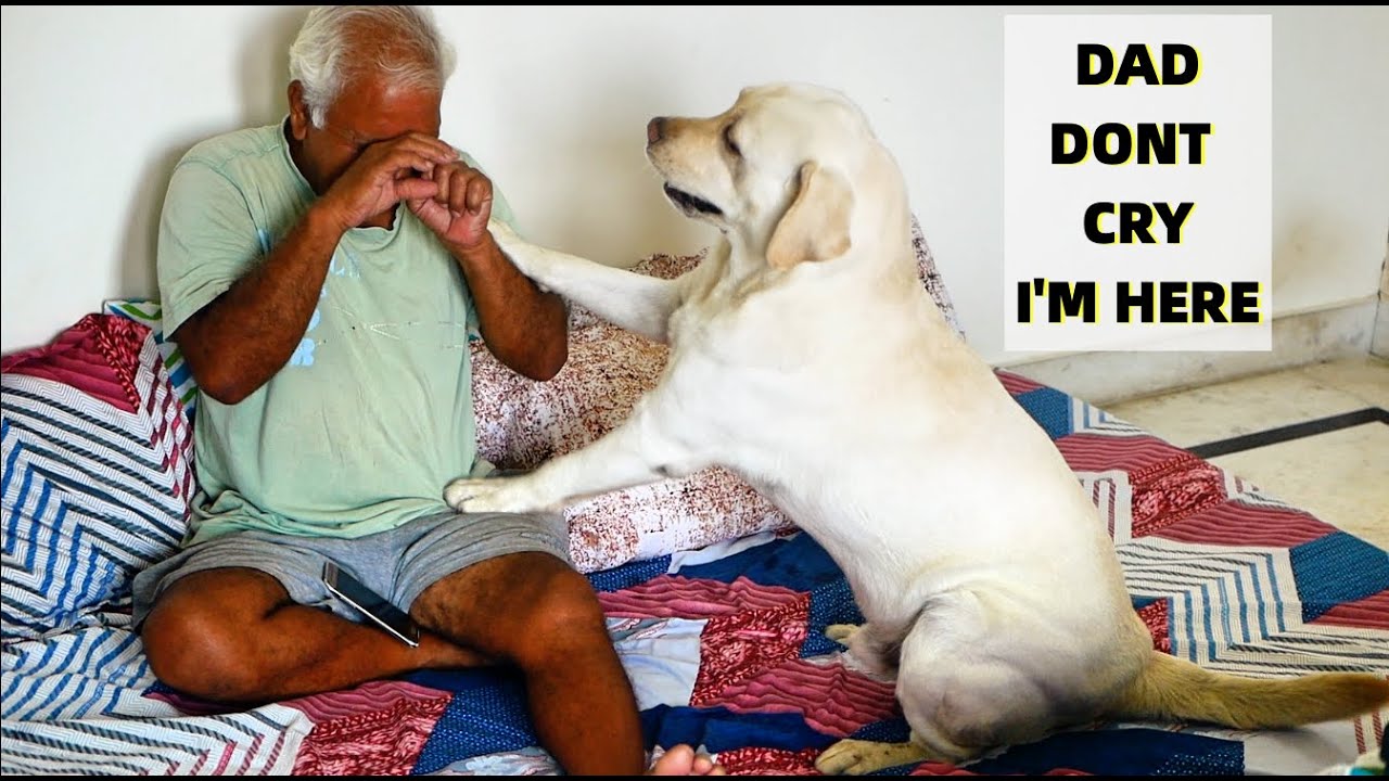 When Dad Cry In Front Of Labrador Dog Max, What Will He Do? - YouTube