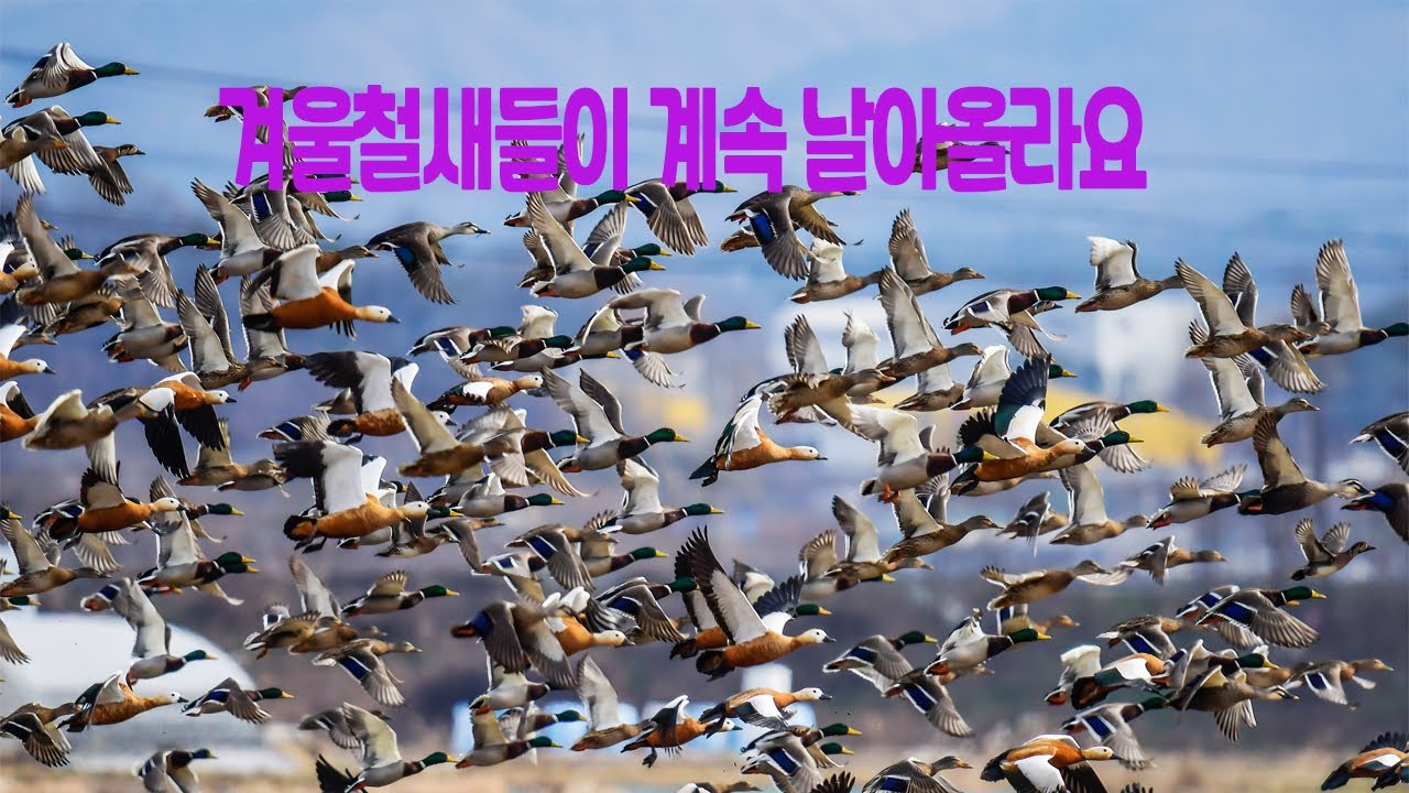 새사진을 빠르게 이어붙이면.../Winter Bird's Flying Up - YouTube