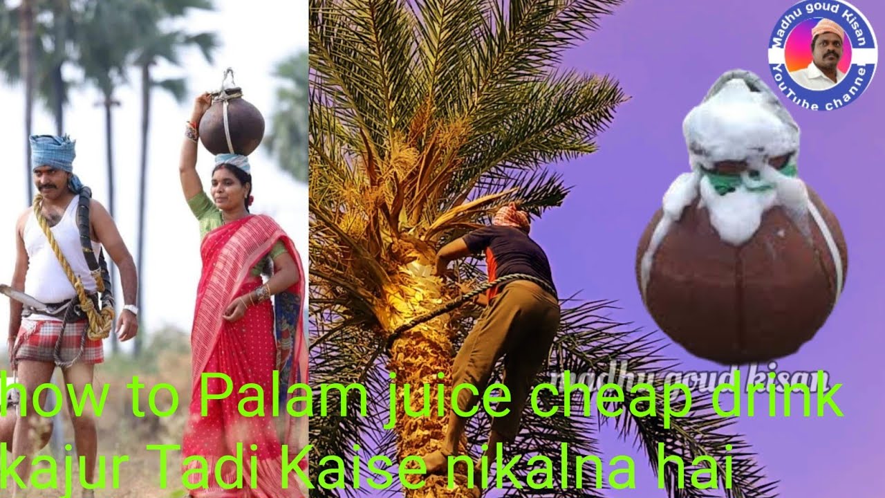 TODDY palmyra SAP | JUICE of Asian palmyra palm wine | HEALTHY THAATI ...