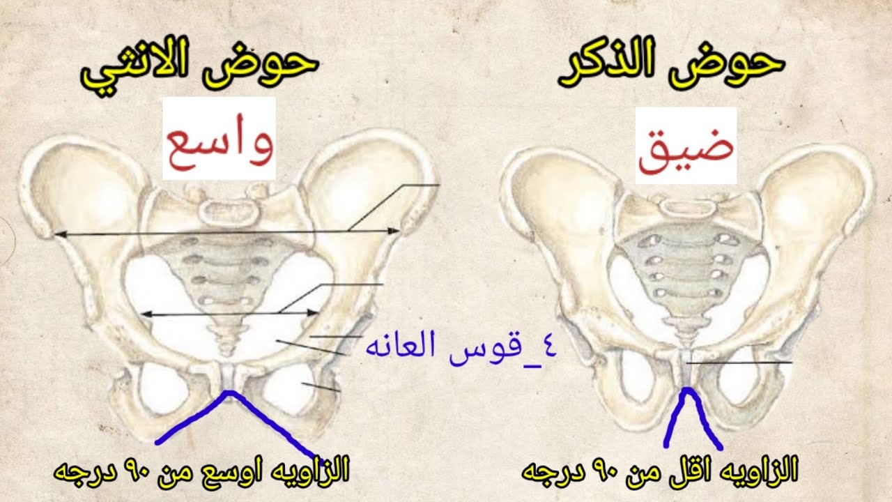 شرح ماده التشريح سنه اولي تمريض عظام الحوض ح ٧ Youtube