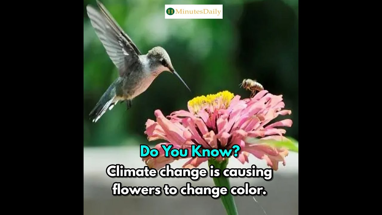 Climate change is causing flowers to change color. - YouTube