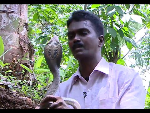 Vava Suresh handling a Long Black Cobra | SNAKE MASTER EPI 154 26 05 ...