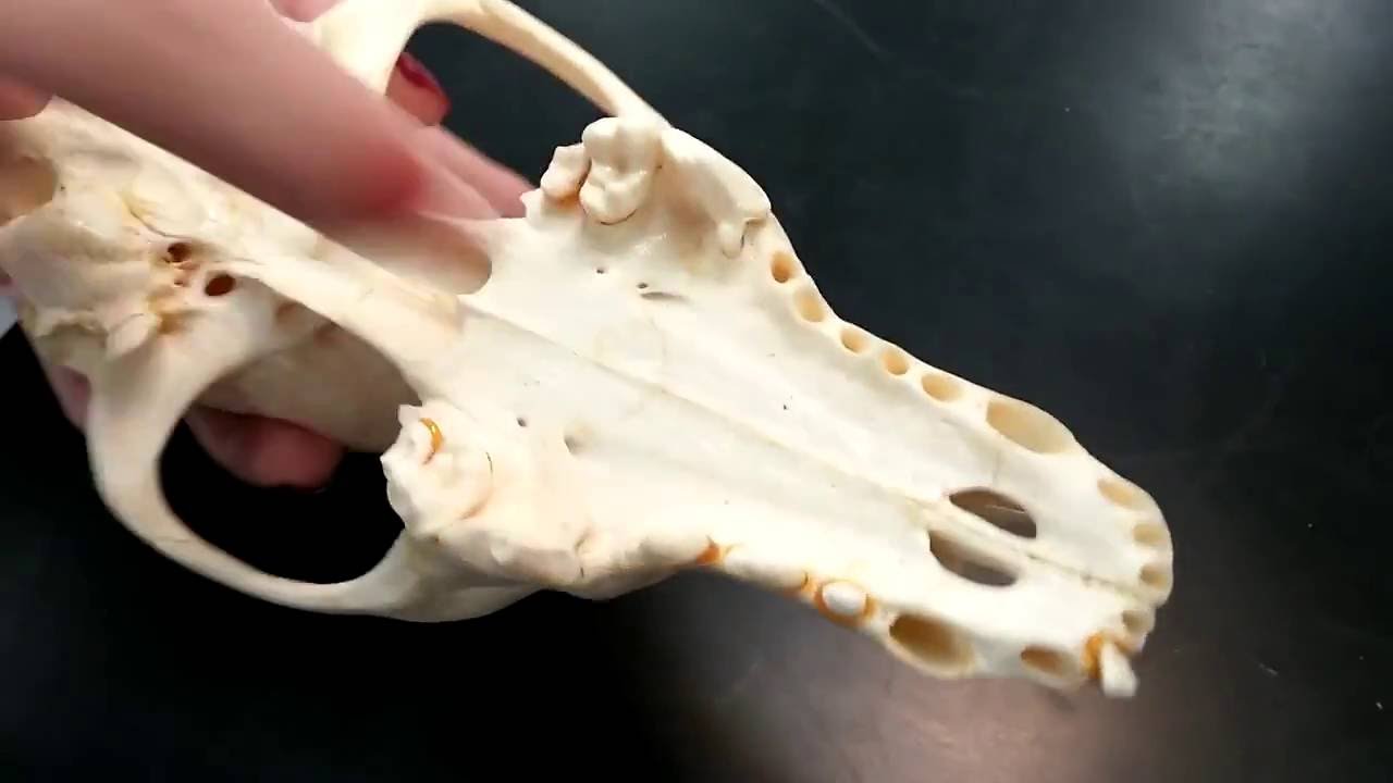 Cat Morphology Skull - YouTube