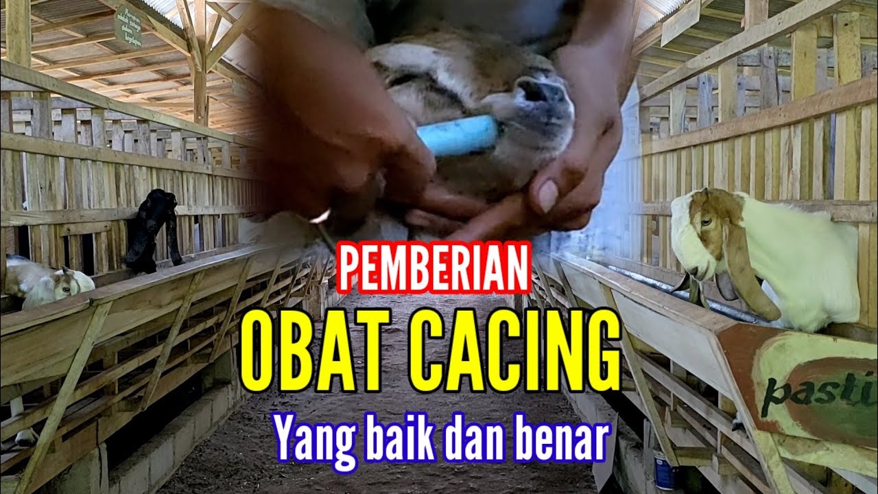 SAAT TEPAT PEMBERIAN OBAT CACING BESERTA PENJELASANNYA - YouTube