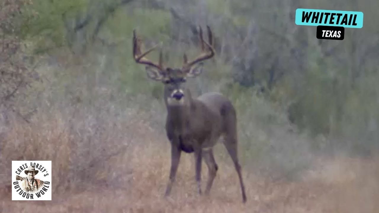 Stunning 205-inch 10-Point South Texas Whitetail - YouTube