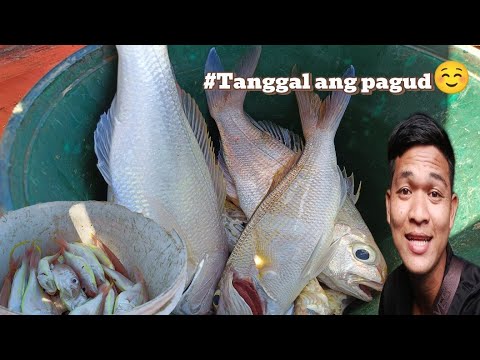 Tara sama kayo sa amin mangisda ng isdang bisugo at makipag kulitan sa ...