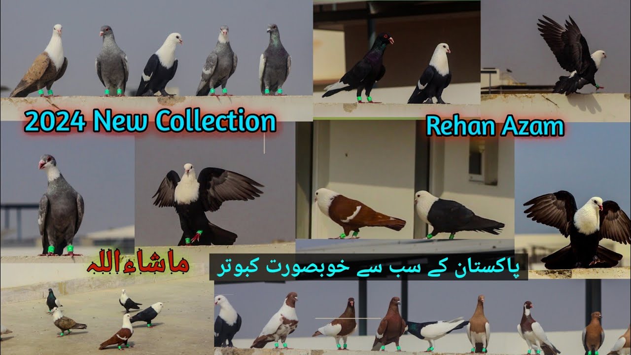 🇵🇰 Pakistan K Sab Se Beautiful Kabootar | Hajji Mosa New Pigeons ...