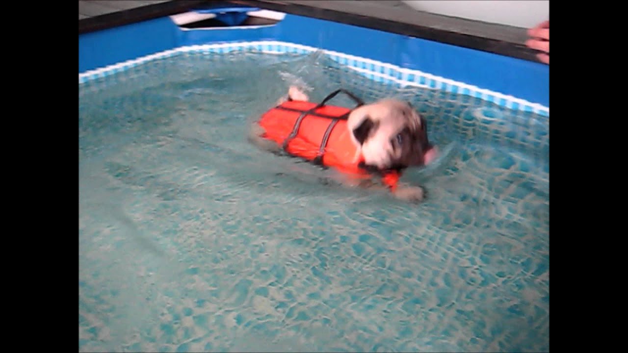 Oreo Swimming Day - YouTube
