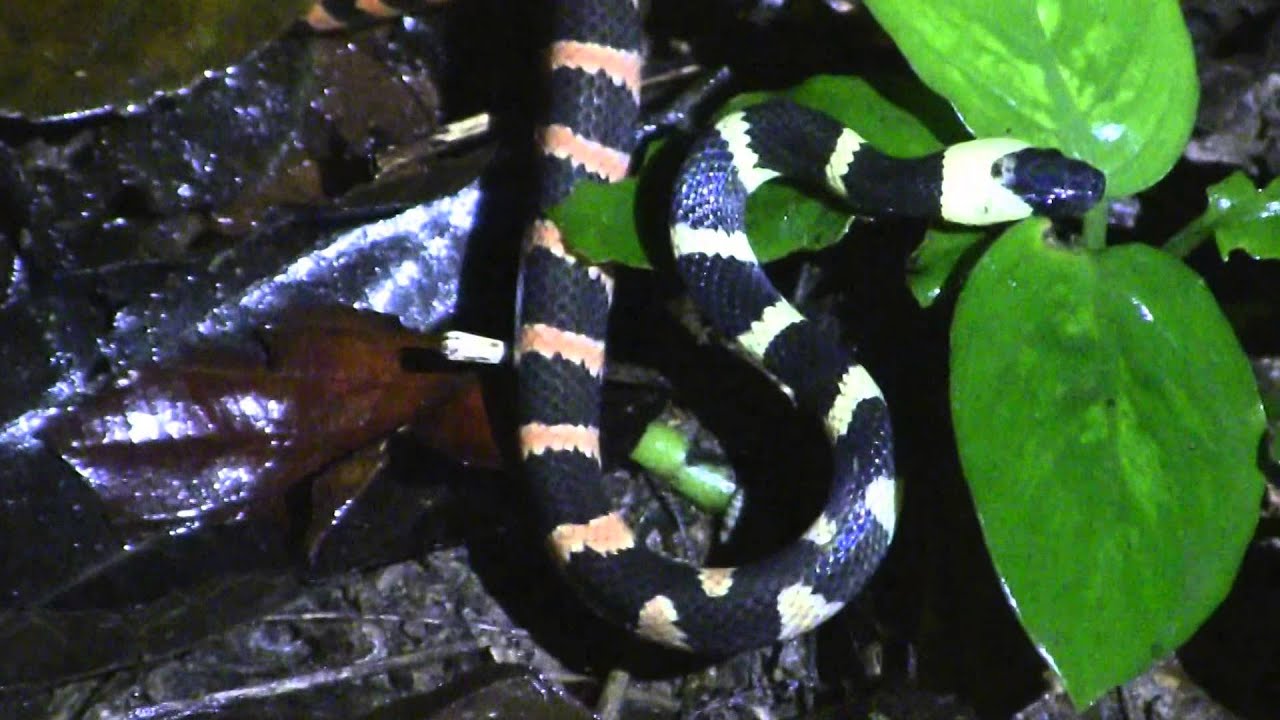 Calico Snake - YouTube