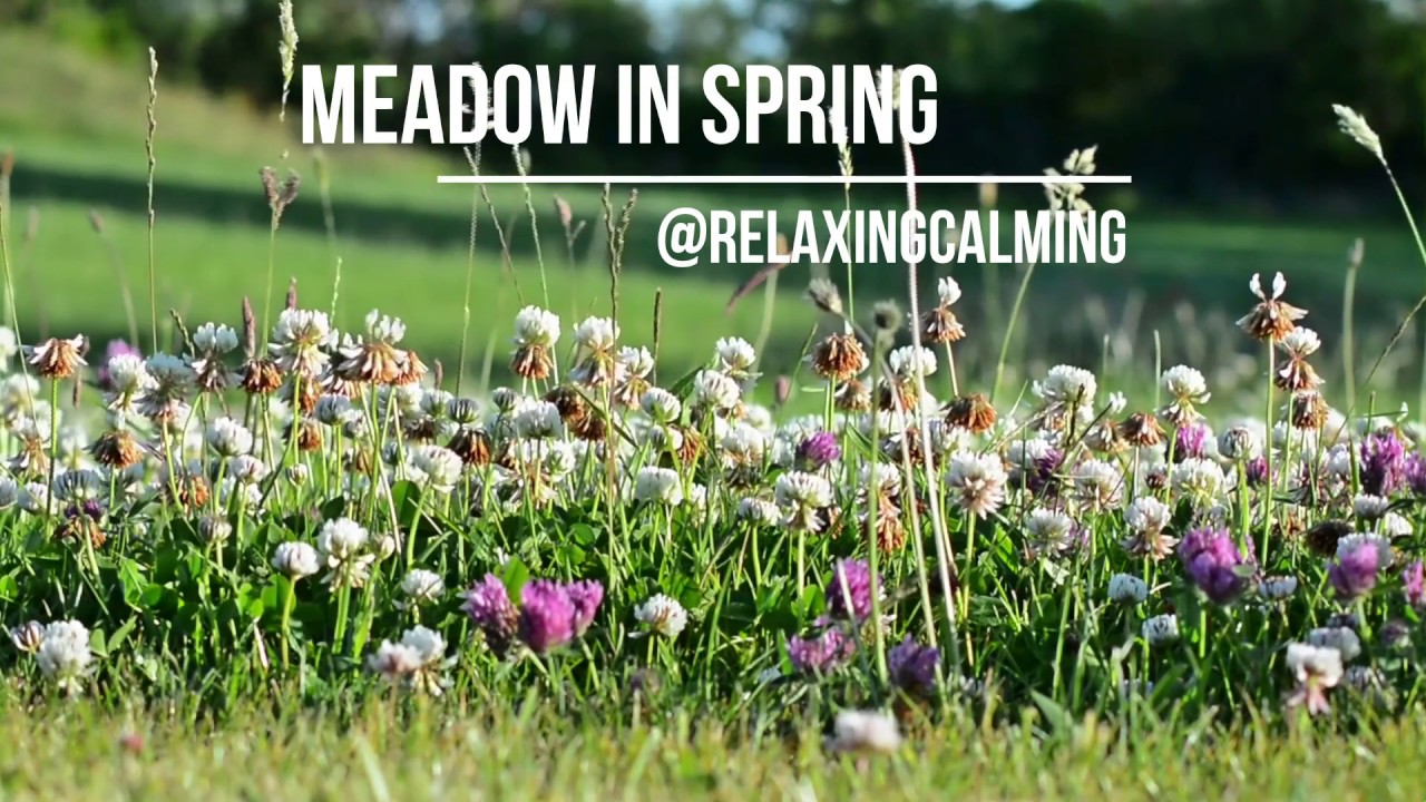 10 minutes of Relaxing Spring Nature Sounds for Stress Relief and Relax ...