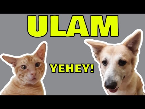 ULAM NG ASO AT PUSA - YouTube