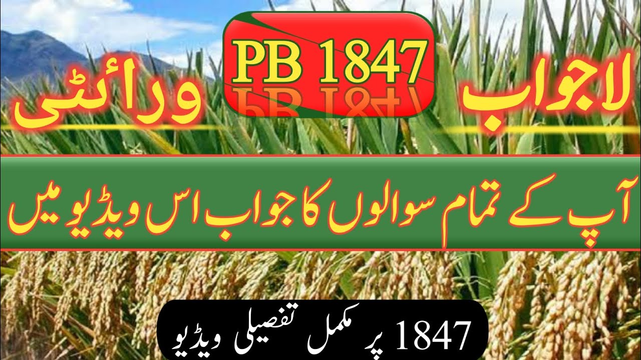 Old basmati varieties vs rice variety 1847 | 1885,1509,1985,1692, vs ...