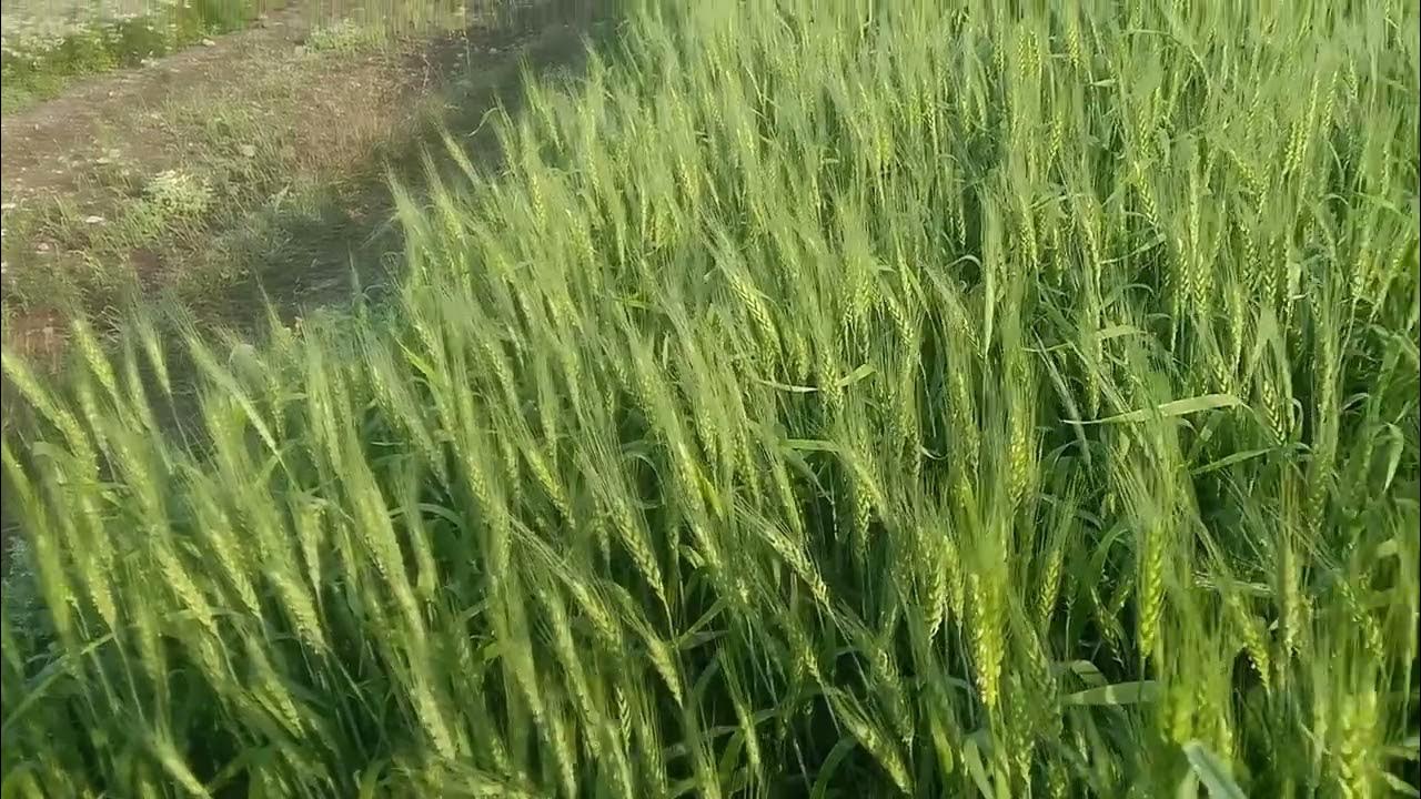 wheat variety ajeet 109 seeds gehu अजीत 109 सीड्स की गेहूं Kam pani vale - YouTube
