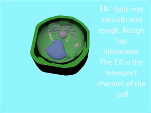 Plant Cell Animation - YouTube