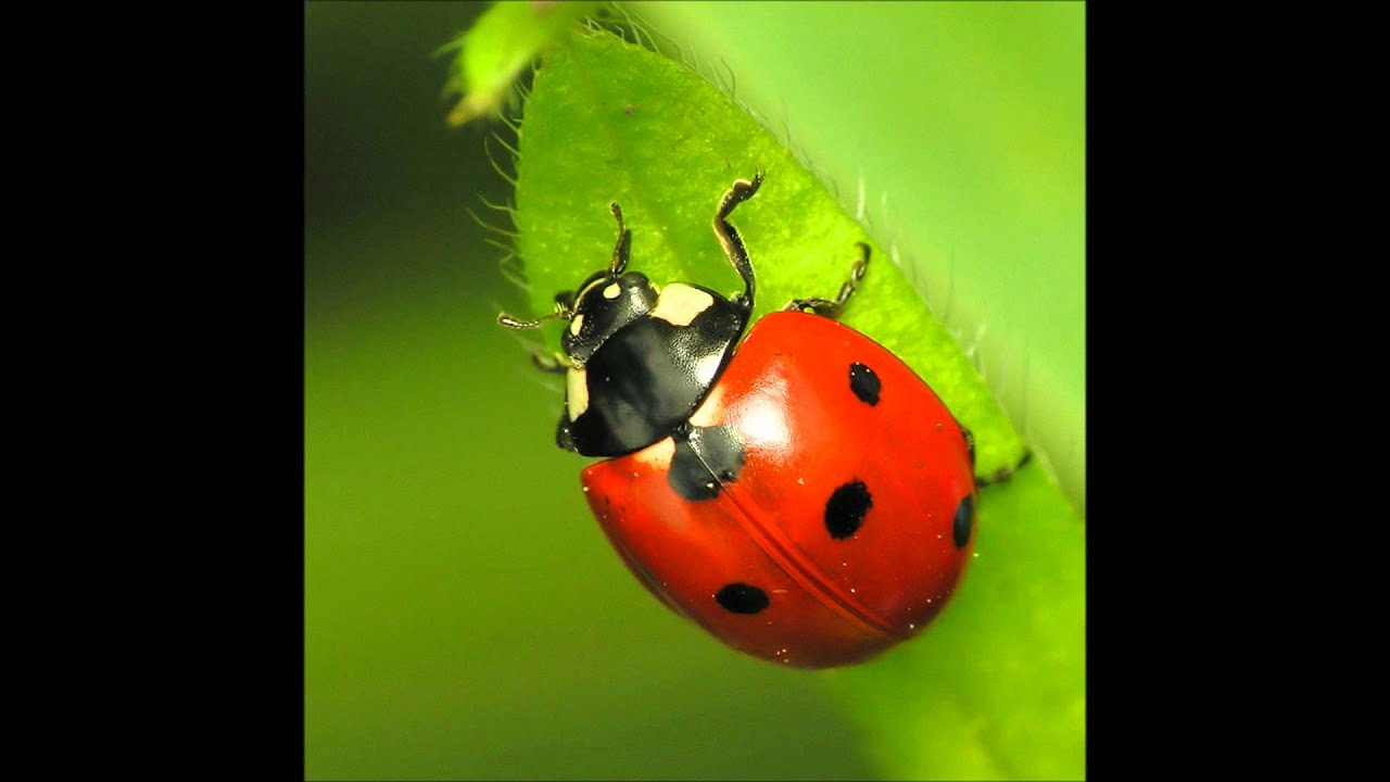 Ladybug Movie - YouTube