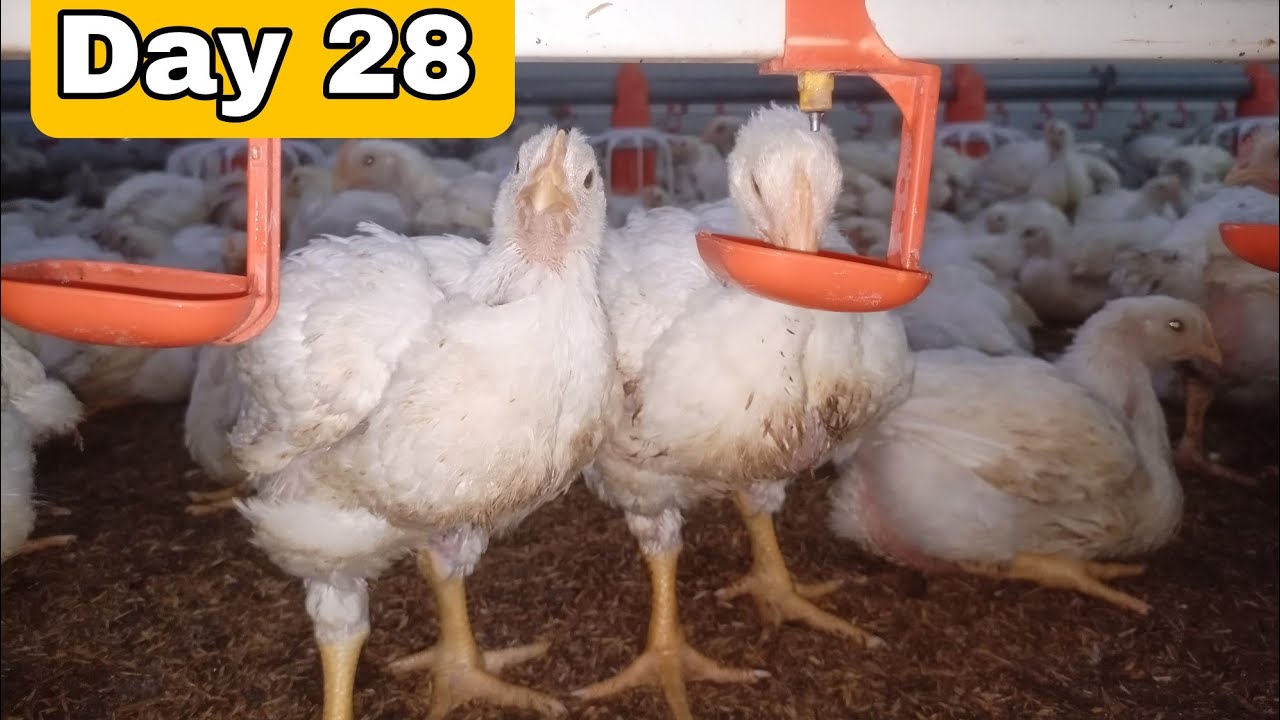 Chicken Day 28 In Poultry Farm Advance Poultry Farm - YouTube