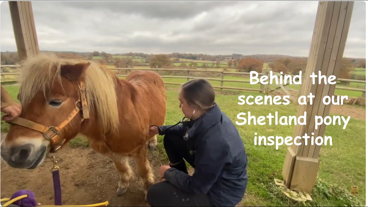Behind the scenes at our Shetland pony inspection: TV episode 571 - YouTube