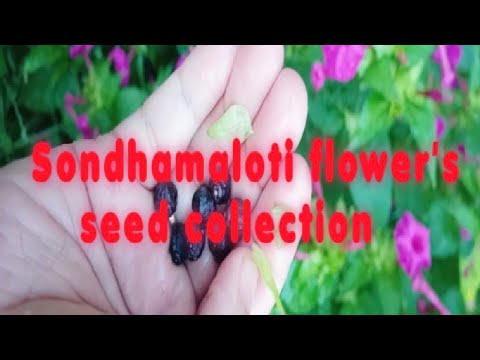 sondhamaloti flower's seed collection . #gardening #fouro'clockflower # ...