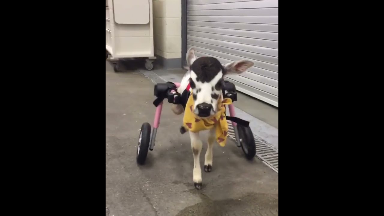 Angel the Disabled Mini Zebu Cow Gets Wheels! - YouTube