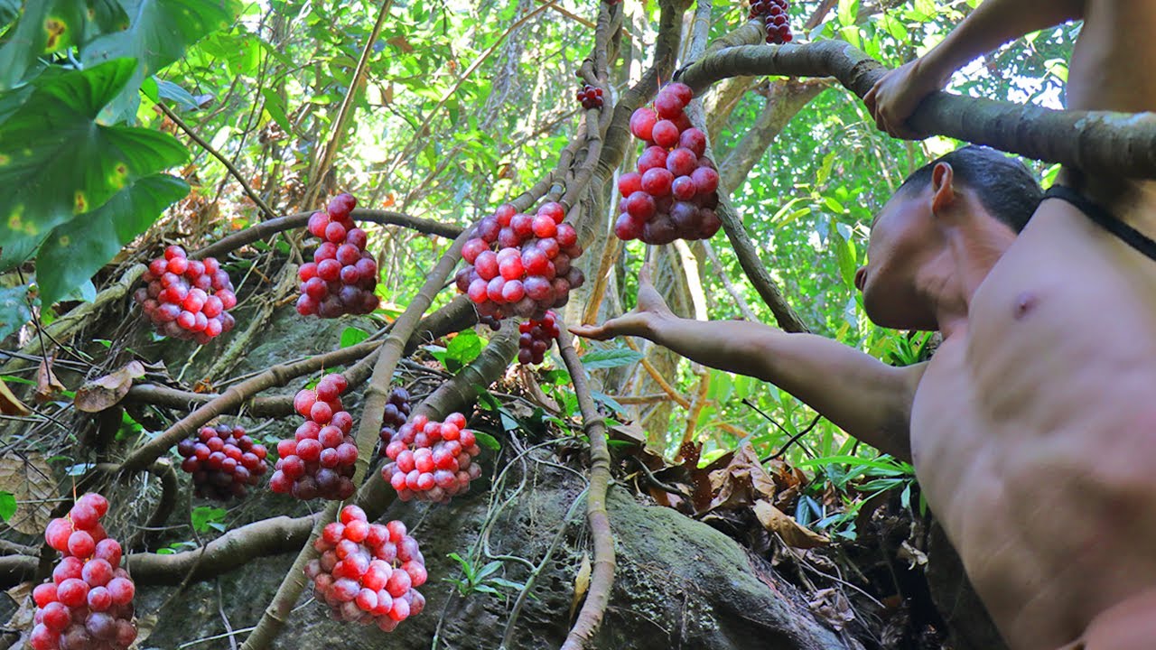 Amazing Adventure Find Wild Grapes on Mountain for Eat to Survival ...