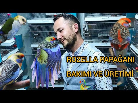 ROZELLA PAPAĞANI BAKIMI VE ÜRETİMİ