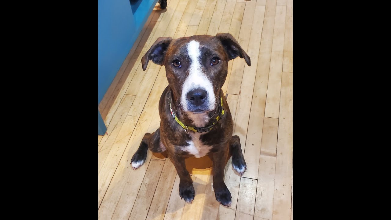 Compilation video of Foster Brandy being cute! - YouTube