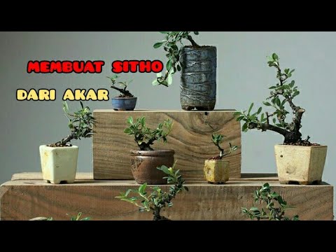 hunting akar sisir dari bonsai tua  untuk bikin sitho