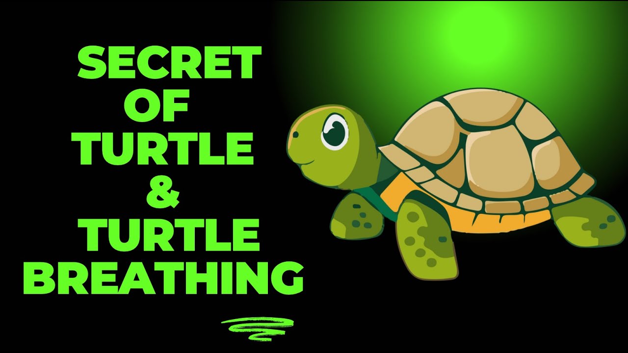 The Depth of the Turtle & its Breathing - YouTube