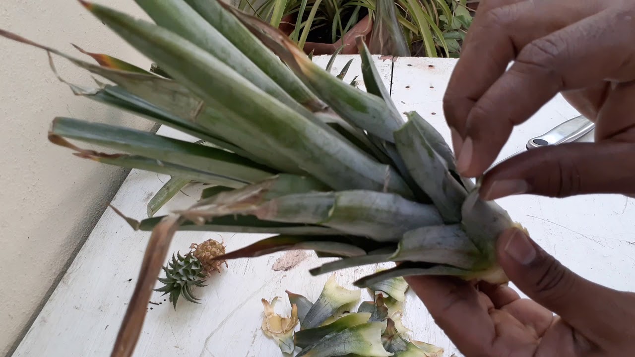 Como SEMBRAR una mata DE PIÑA en maceta - YouTube
