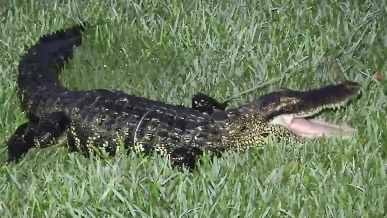 Alligator found outside Country Walk home Monday morning - YouTube