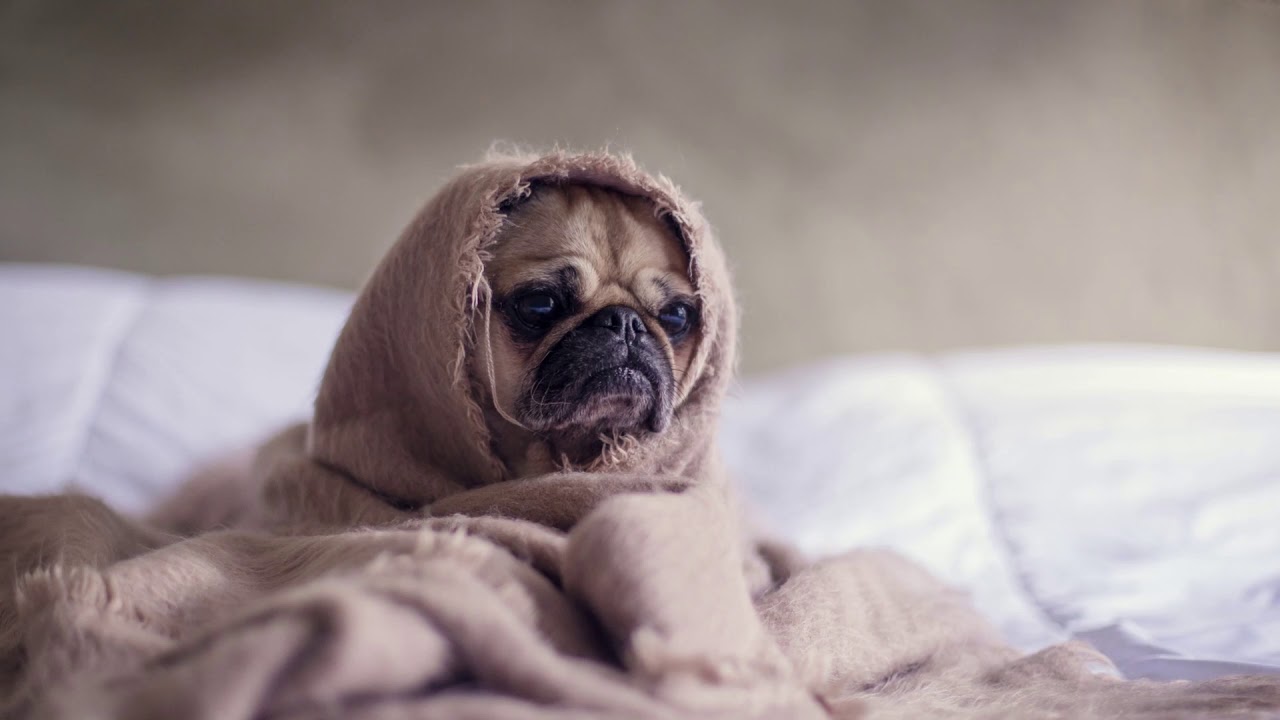 Los 10 Perros Más Monos del Mundo - YouTube