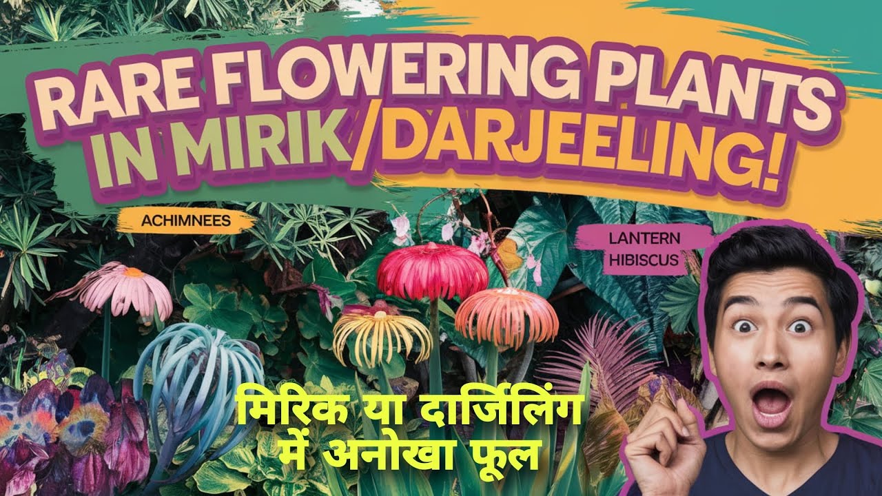 Unique Flowering Plant with Scenic Views of Mirik and Darjeeling ...