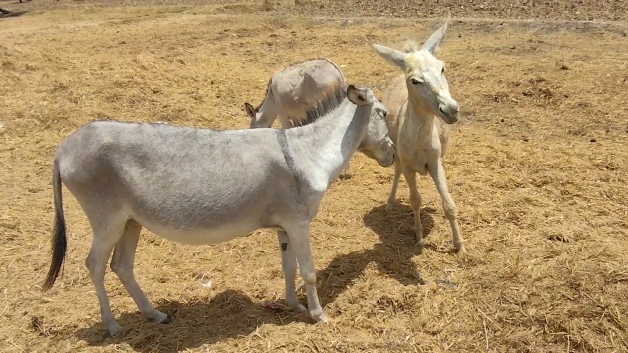 Three white donkeys, two male donkeys and one female donkey are asking ...