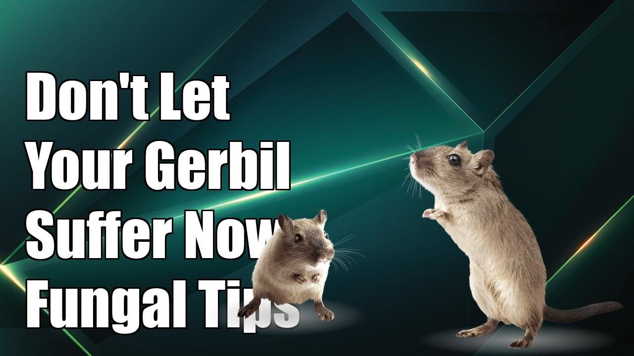 Don't Let Your Gerbil Suffer: Essential Tips to Treat Fungal Infections ...