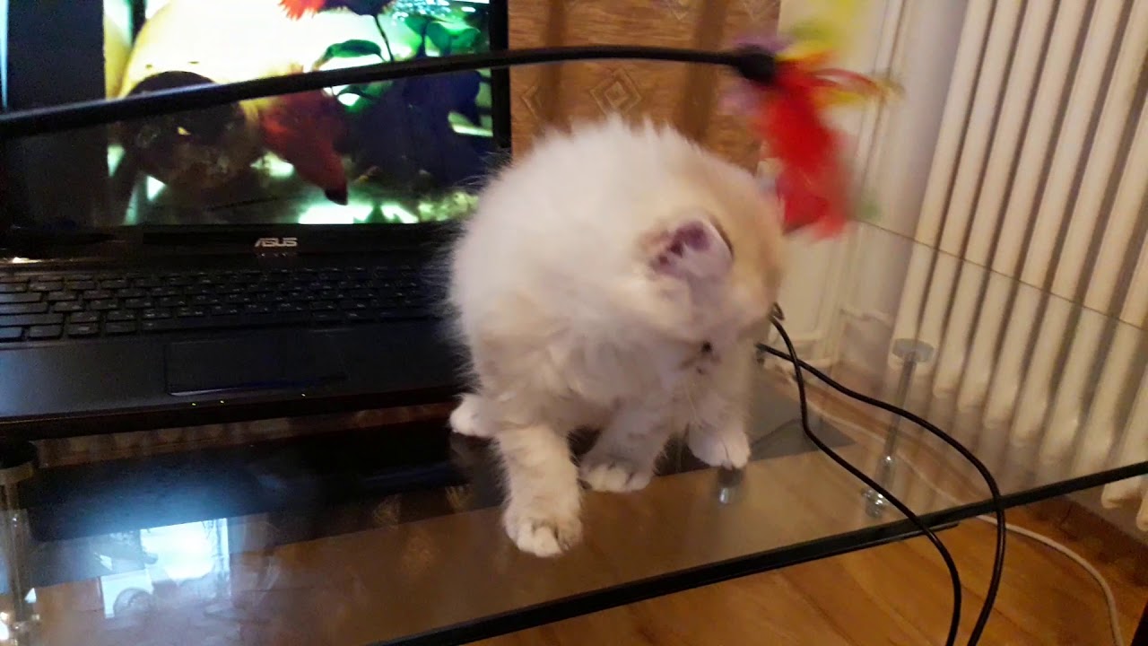 Homjak Hannoversche Diva'S - YouTube