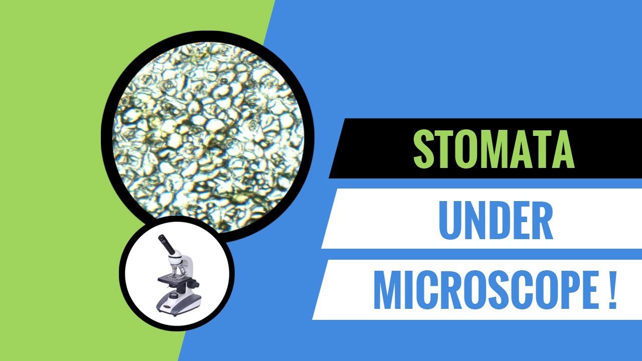 Stomata Under My #Microscope - 400x Magnification - YouTube
