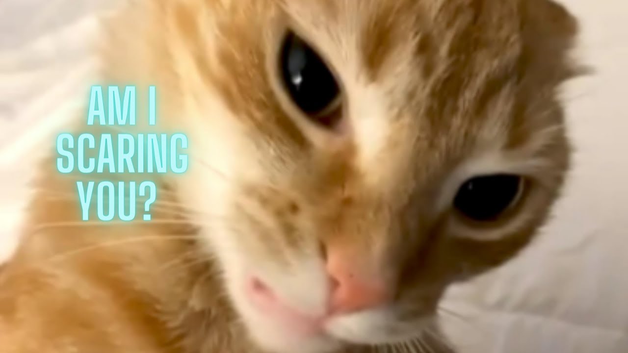 Orange Cat Behavior - YouTube
