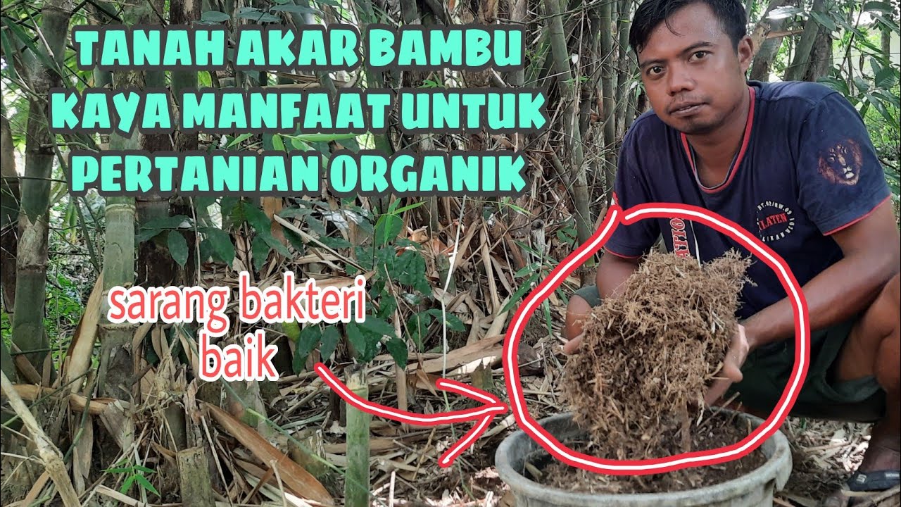 cara mengambil tanah akar bambu yang bagus - YouTube