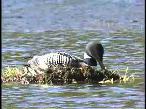 Loons Floating Nest - YouTube