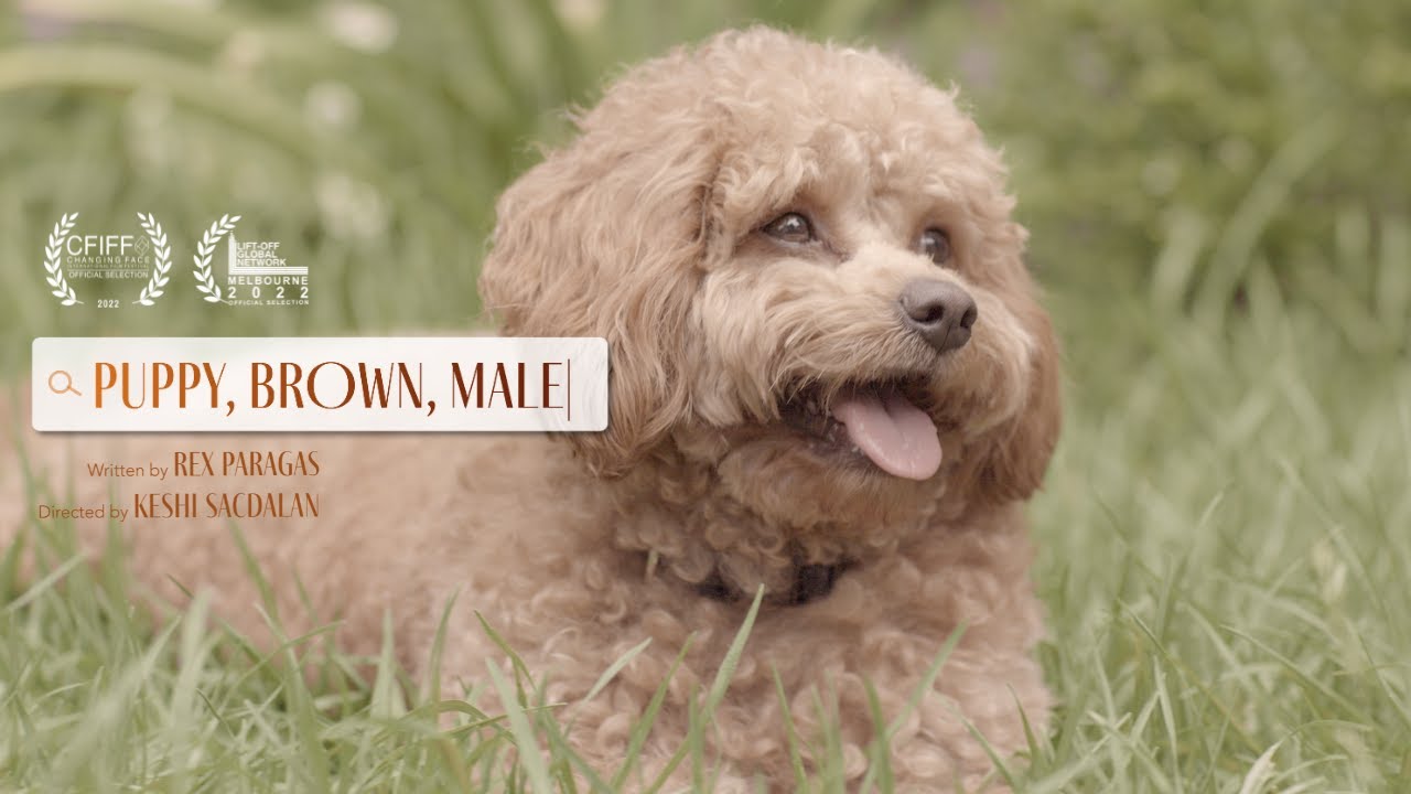 PUPPY, BROWN, MALE | Starring Yachi the Cavoodle, Alfred Nicdao ...