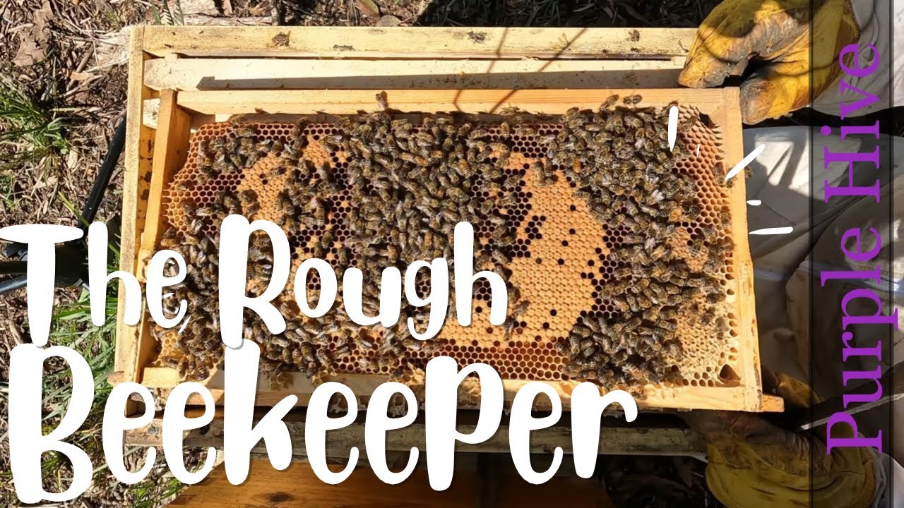 A Little Too Rough With My Bees | The Purple Hive Inspection ...
